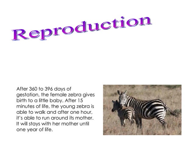 The Zebra | PPT