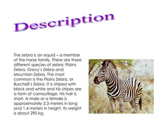 The zebra | PPT