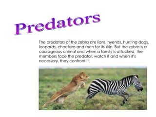 The zebra | PPT