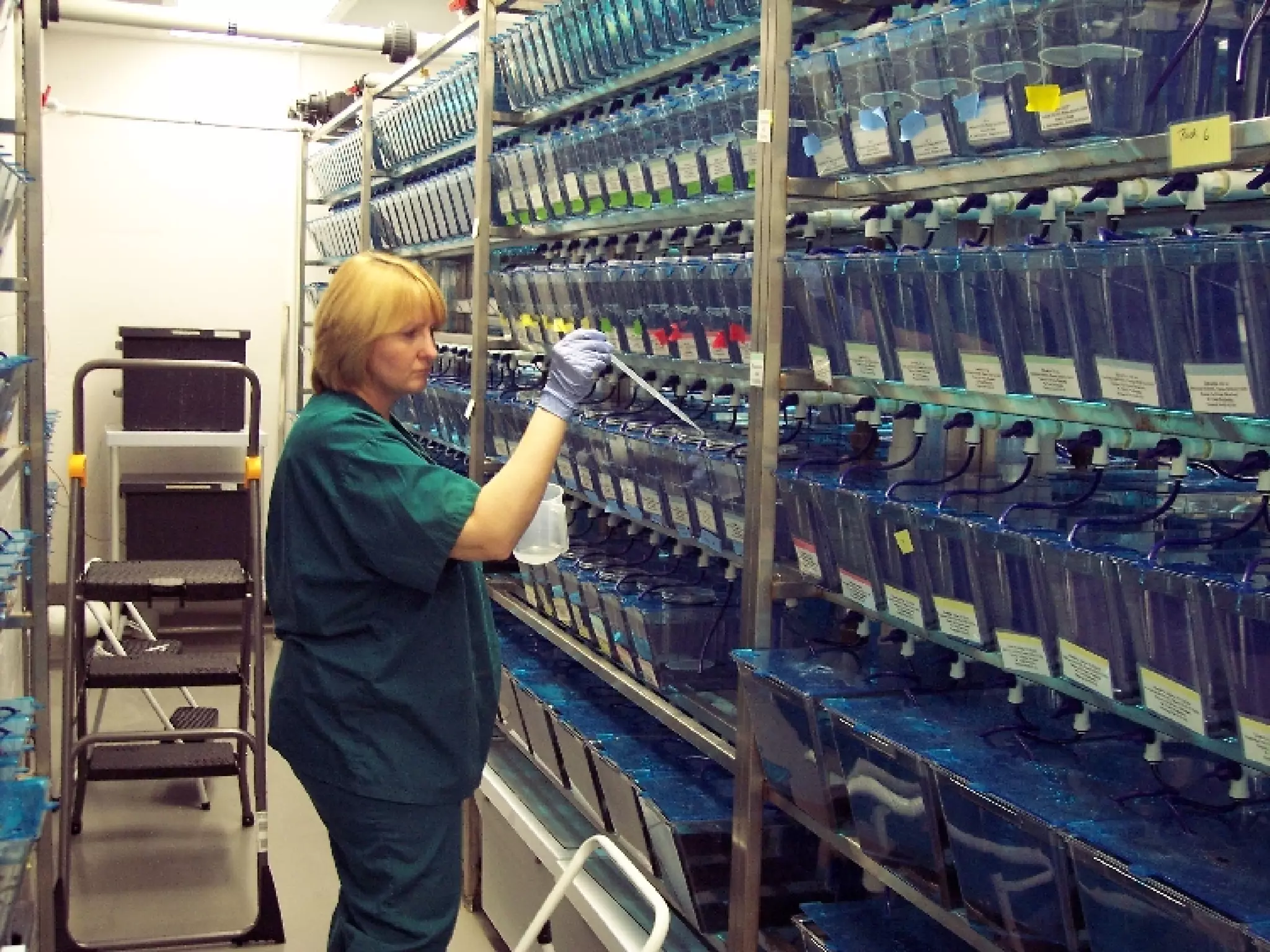 The+ Zebrafish+ Project | PPT