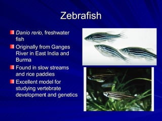 The+ Zebrafish+ Project | PPT | Genetics | Science