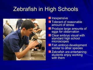 The+ Zebrafish+ Project | PPT | Genetics | Science