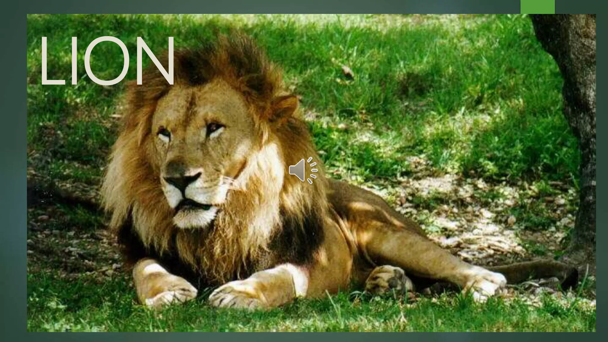 Let's talk about the zoo animals | PPT