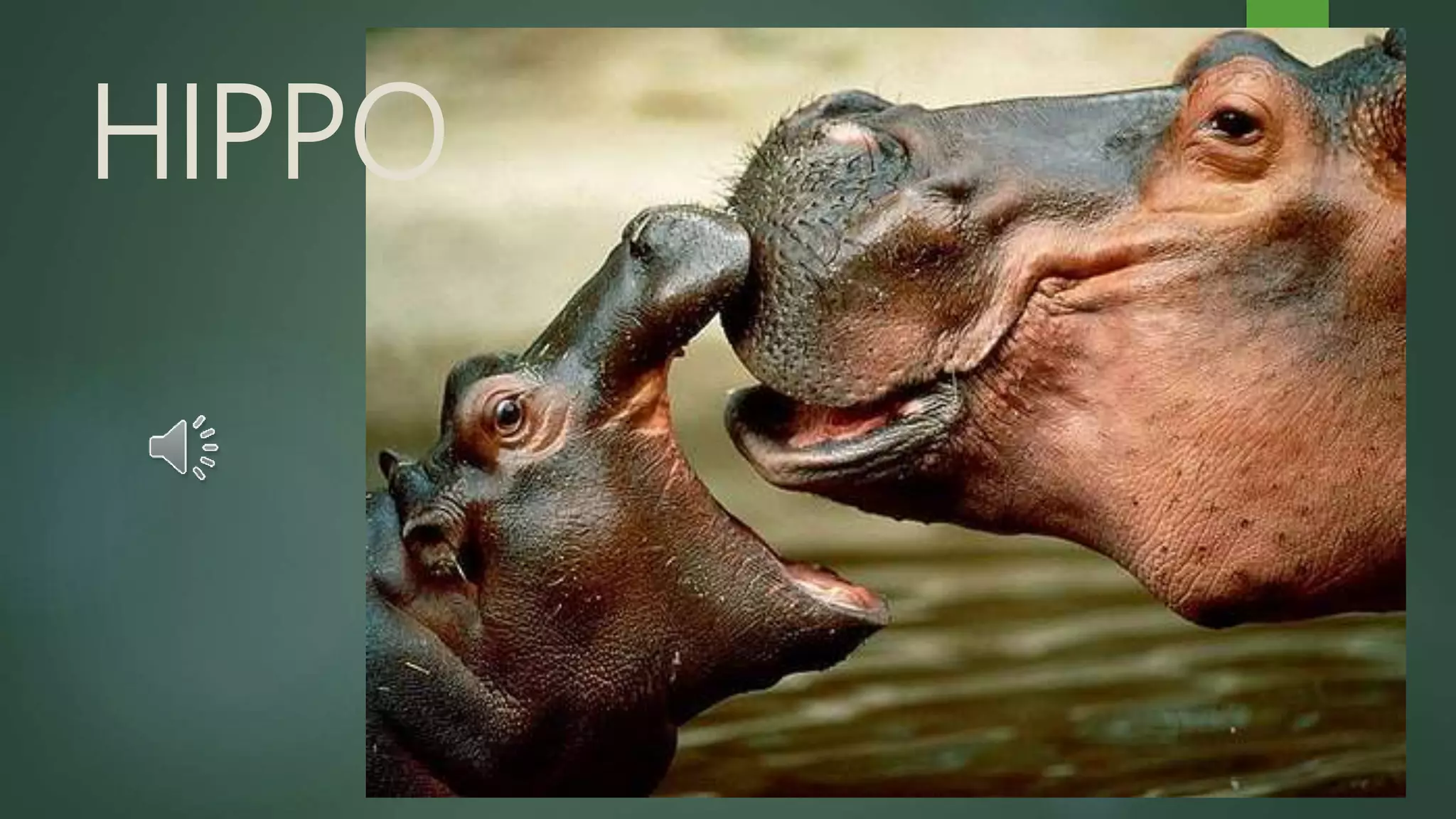 Let's talk about the zoo animals | PPT