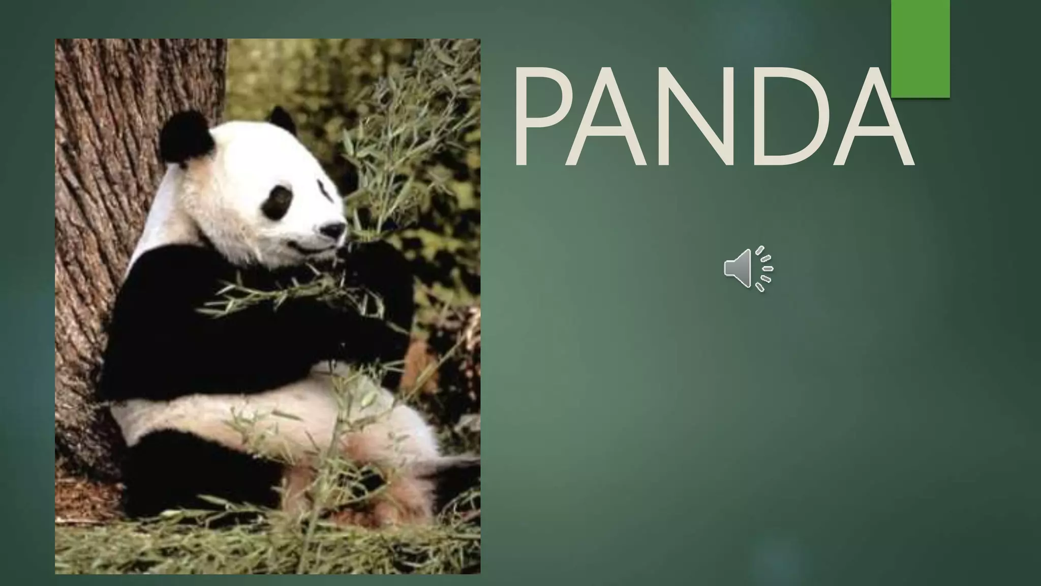 Let's talk about the zoo animals | PPT