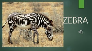 Let's talk about the zoo animals | PPTX