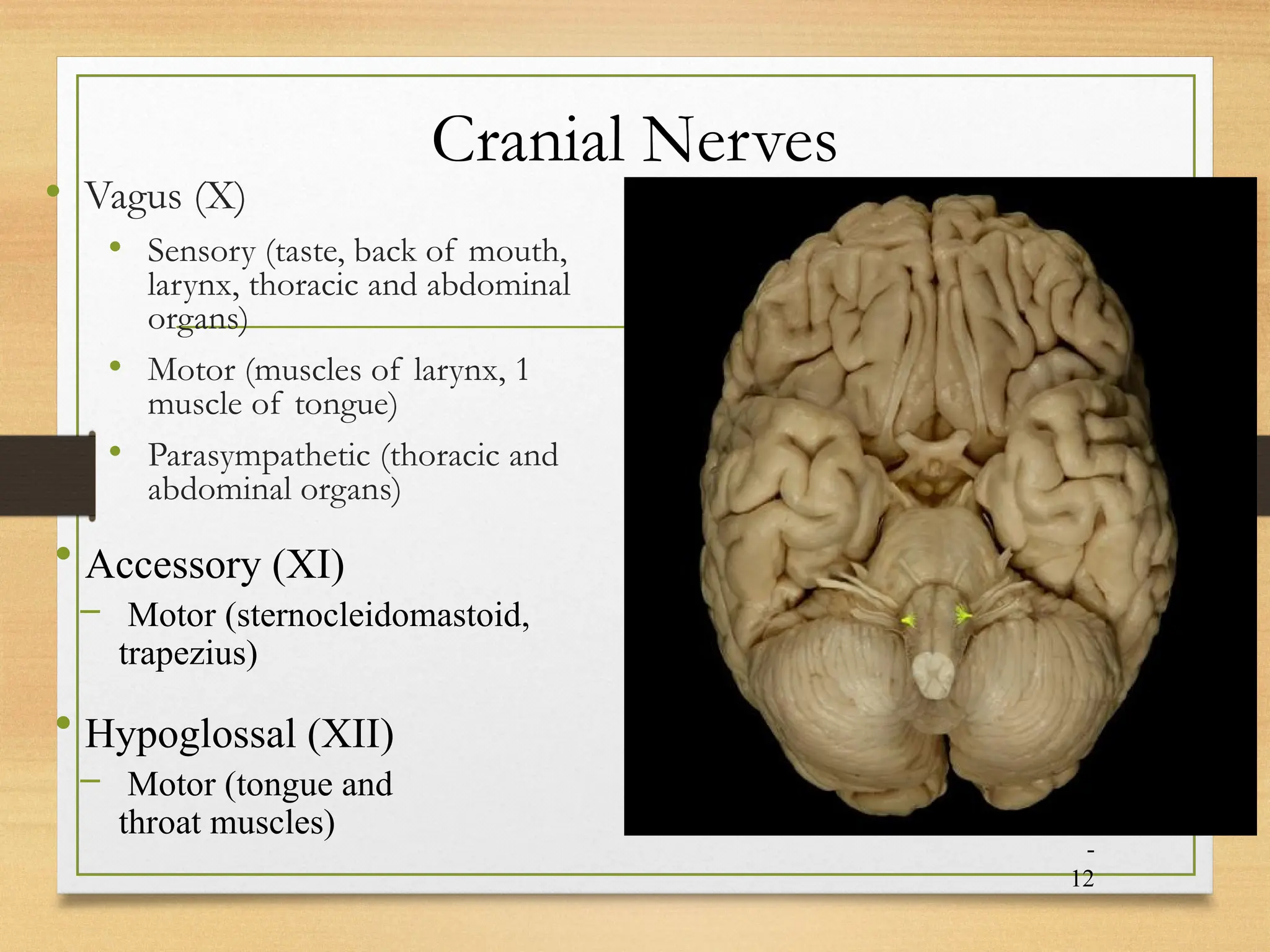 The 12 cranial nerves in the human brain | PPTX
