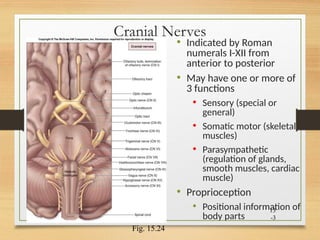 The 12 cranial nerves in the human brain | PPTX