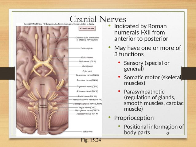 The 12 cranial nerves in the human brain | PPTX | Brain and Nervous ...