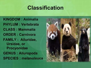 The Giant Panda | PPTX