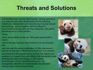 The Giant Panda | PPTX