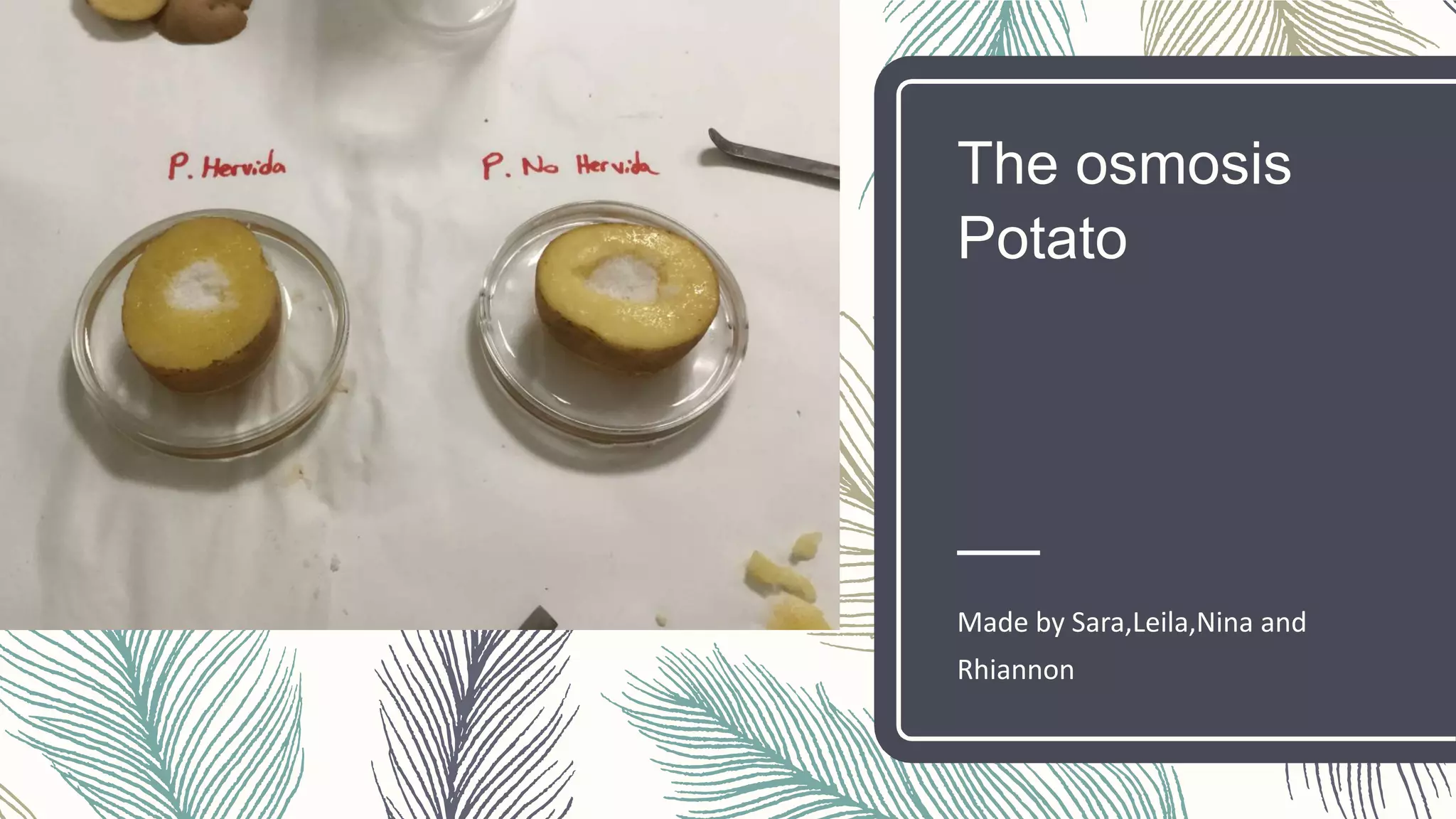 The osmosis potato | PPTX