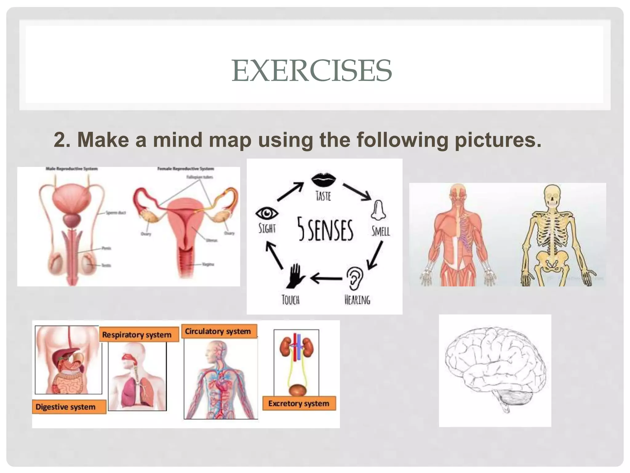 The 3 vital functions and the body | PPT