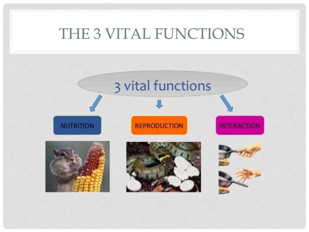 The 3 vital functions and the body | PPT