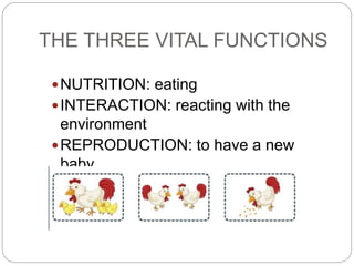 The 3 vital functions and the clasification of animals. 3rd primary | PPT