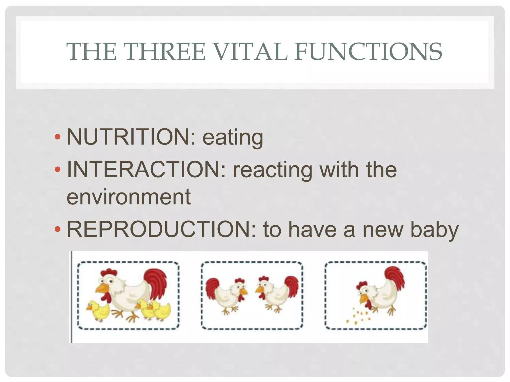The 3 vital functions and the clasification of animals. 3rd primary ...
