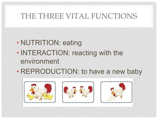 The 3 vital functions and the clasification of animals. 3rd primary ...