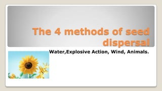 The 4 methods of seed dispersal | PPTX