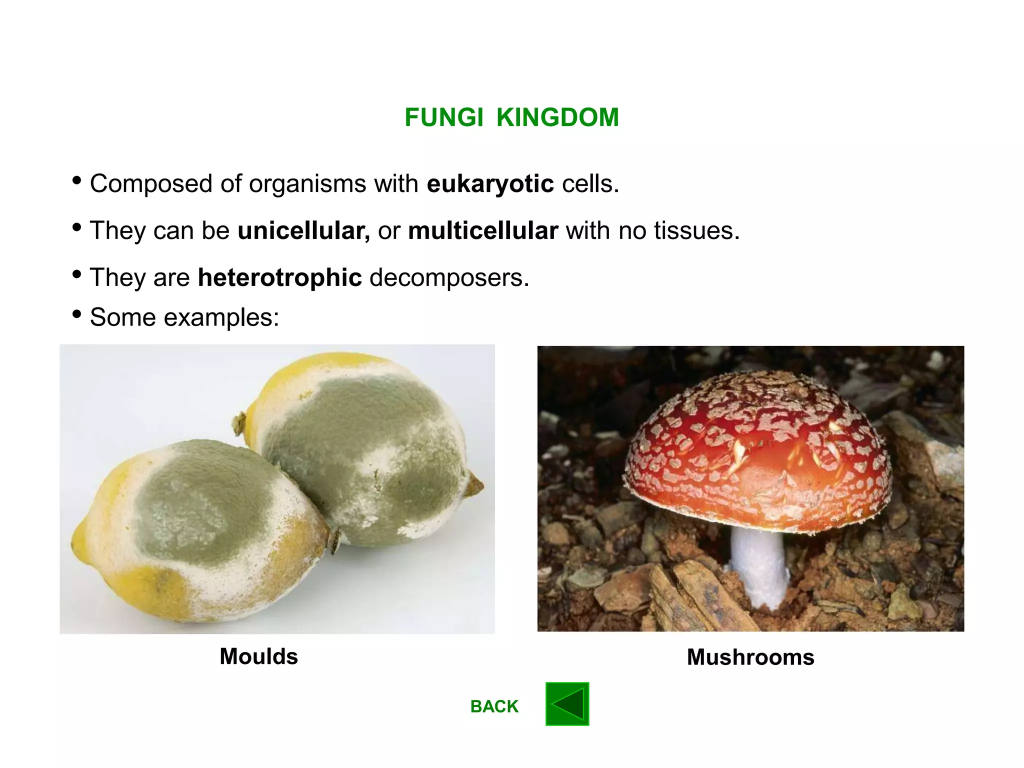 The 5 kingdoms | PPTX