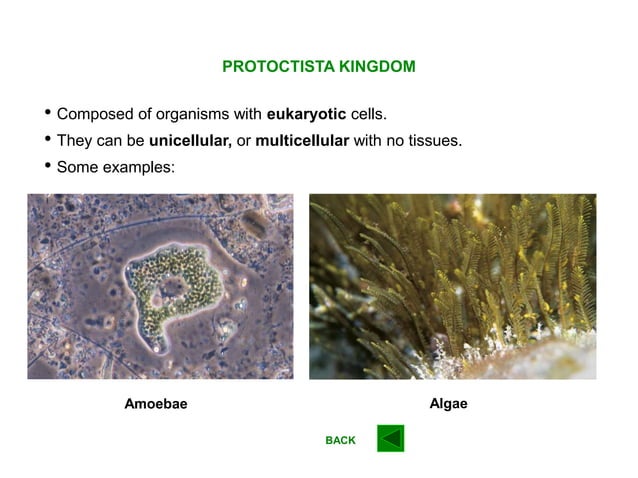 The 5 kingdoms | PPTX | Biological Sciences | Science