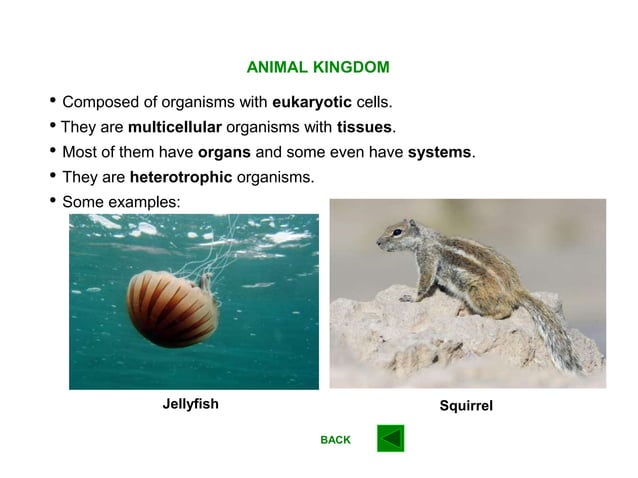 The 5 kingdoms | PPTX | Biological Sciences | Science