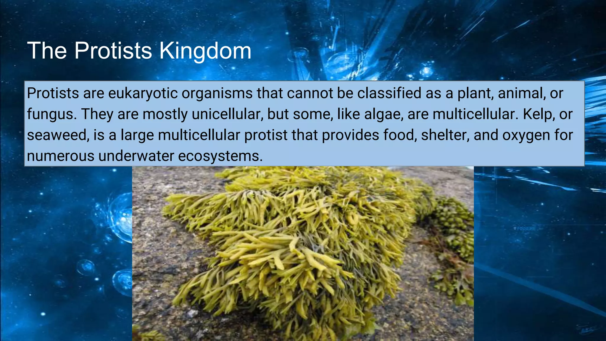 The 5 Kingdoms | PPTX