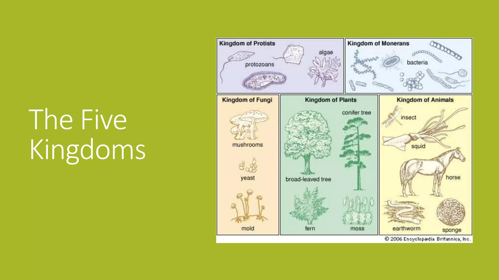 The 5 kingdoms | PPTX