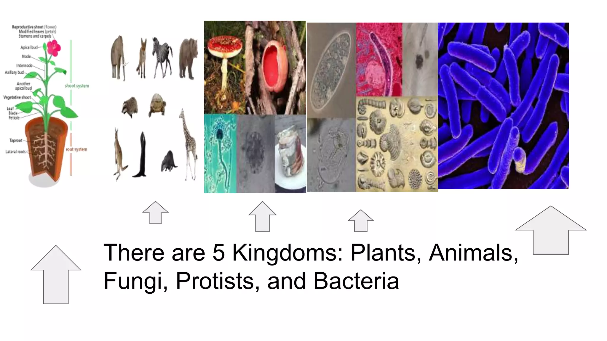 The 5 kingdoms (3) | PPT