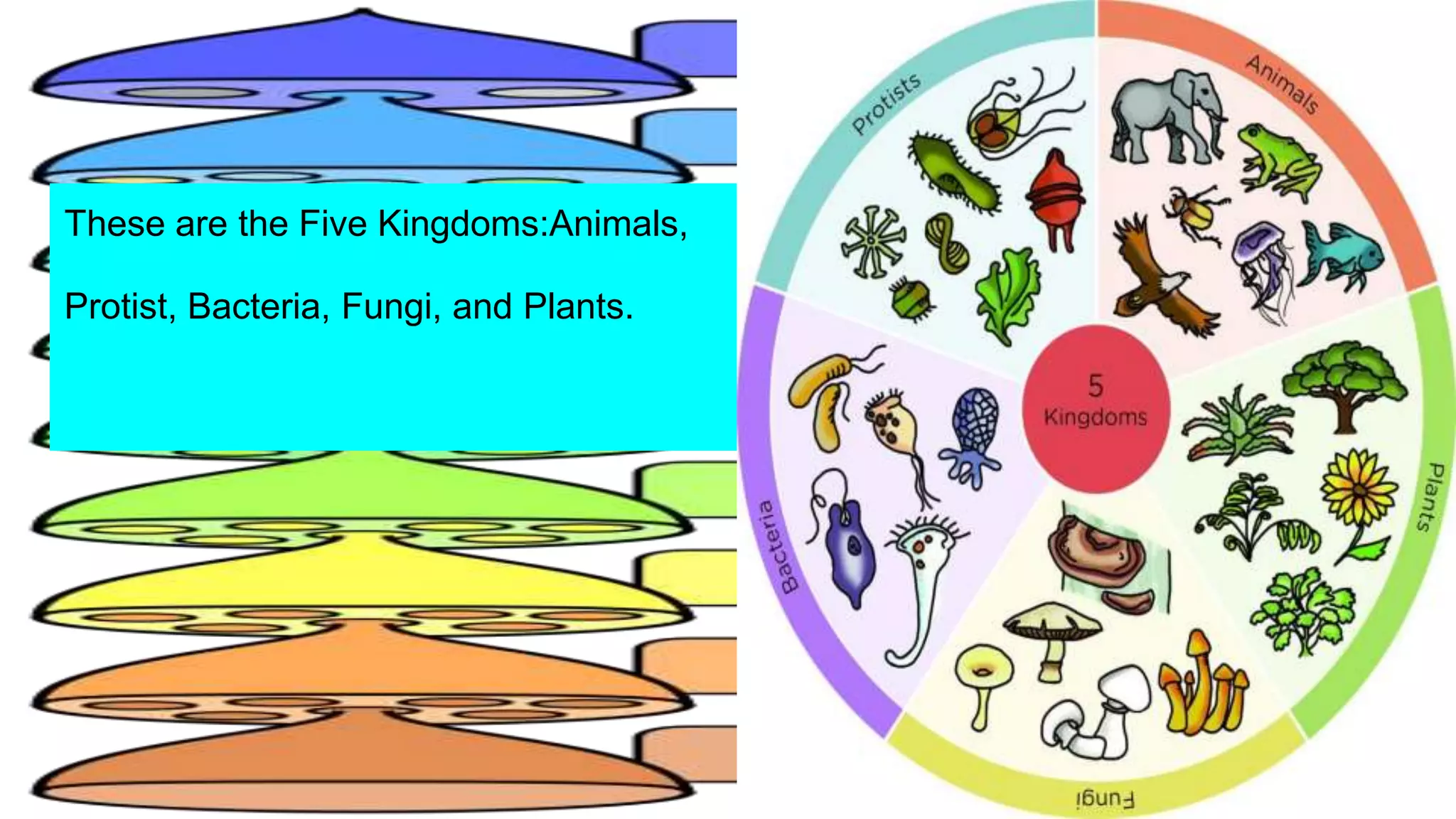 The 5 kingdoms (3) | PPT