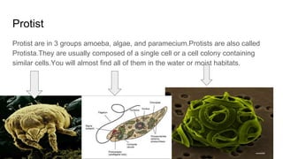 The 5 kingdoms (3) | PPT