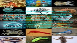 The 5 kingdoms | PPT