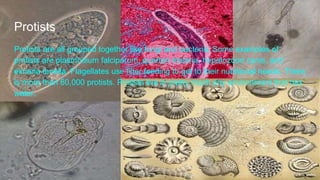 The 5 kingdoms | PPT