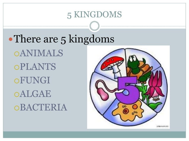 The 5 kingdoms natural science 6th primary | PPT