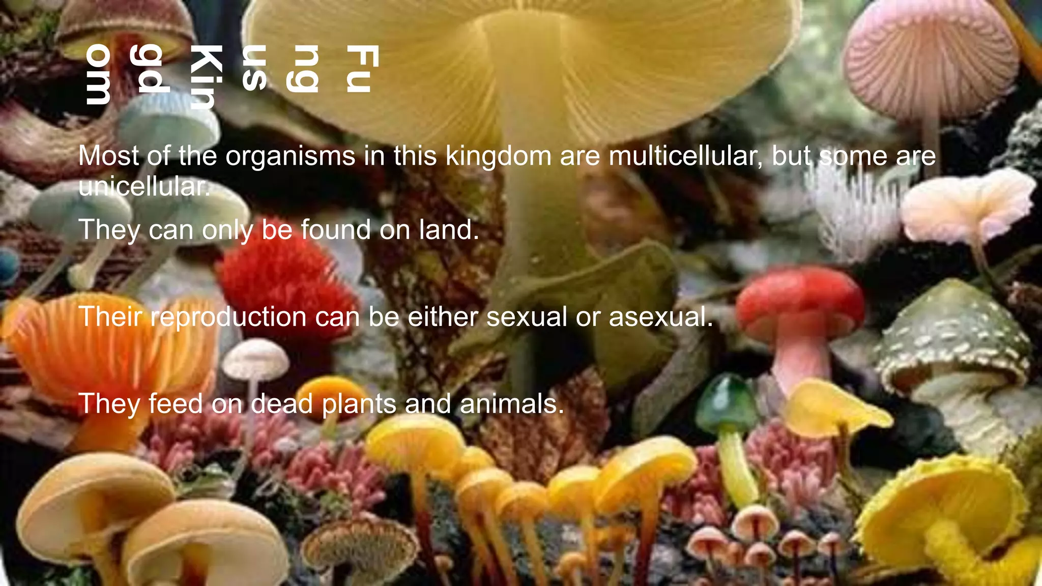 The 5 organism kingdoms | PPT