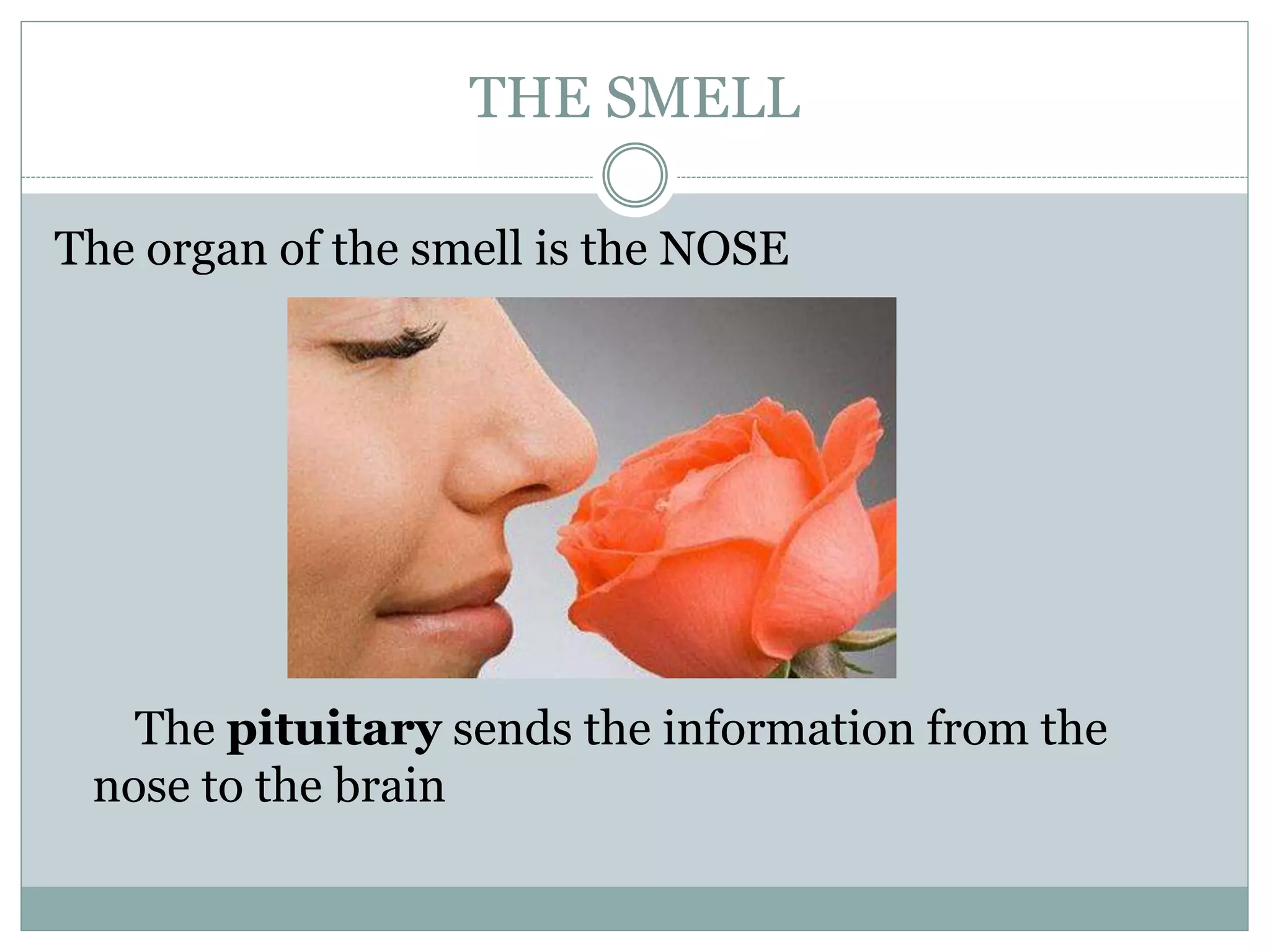 The 5 senses and nervous system | PPTX