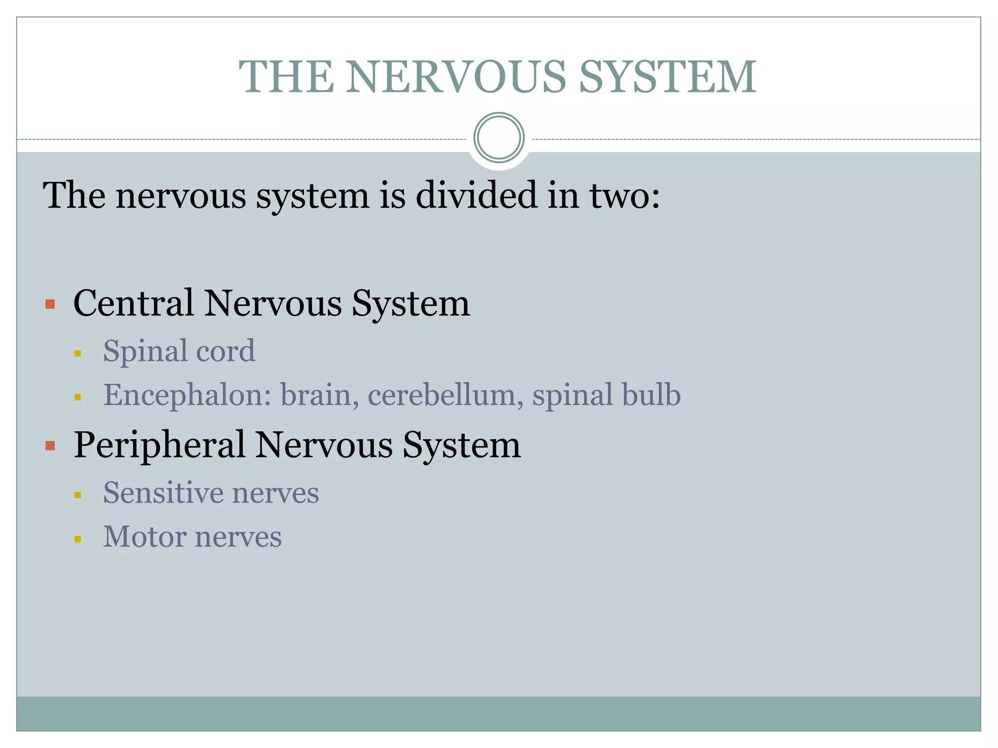 The 5 senses and nervous system | PPTX
