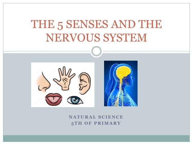 The 5 senses and nervous system | PPTX