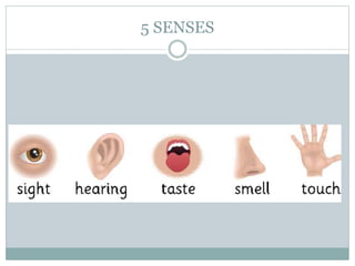 The 5 senses and nervous system | PPTX