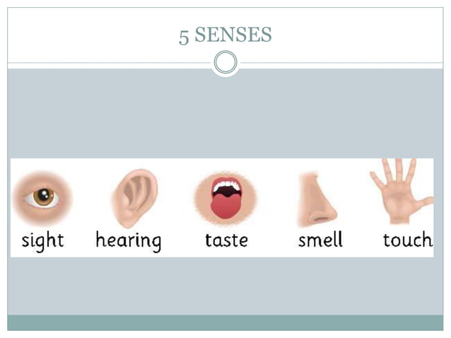 The 5 senses and nervous system | PPTX