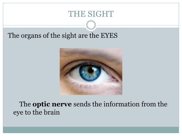 The 5 senses and nervous system | PPTX