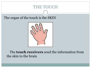 The 5 senses and nervous system | PPTX