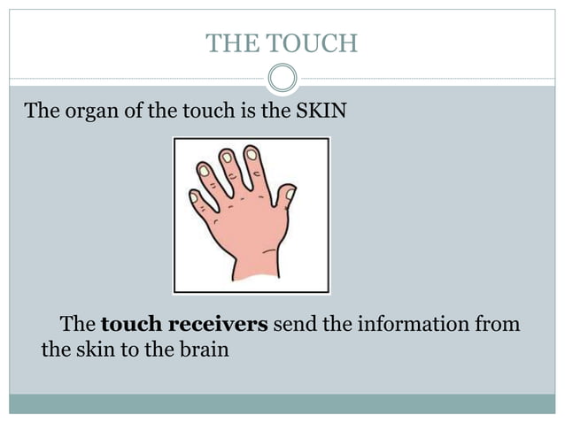 The 5 senses and nervous system | PPTX