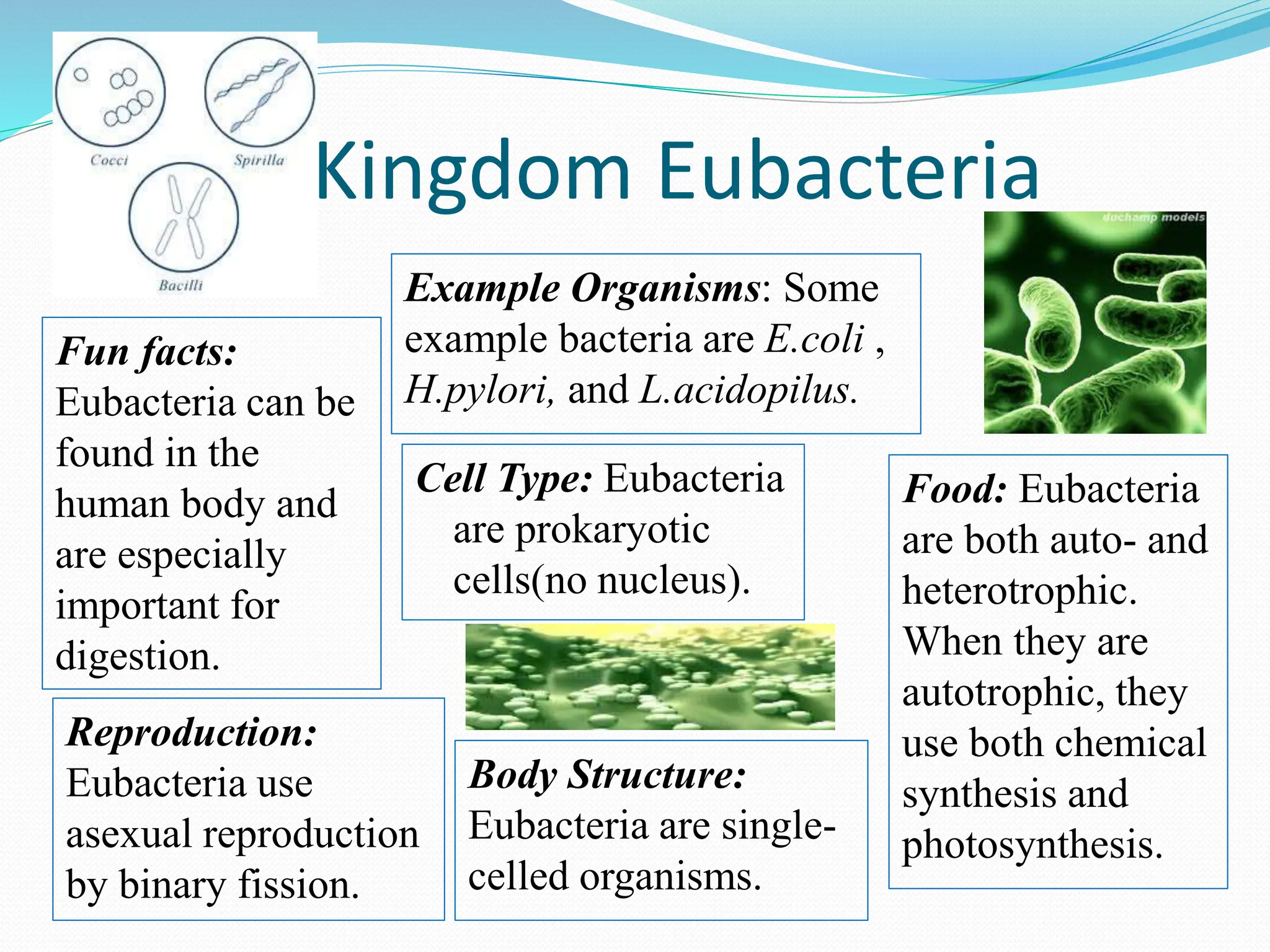 The 6 Kingdoms.pptx | Biological Sciences | Science