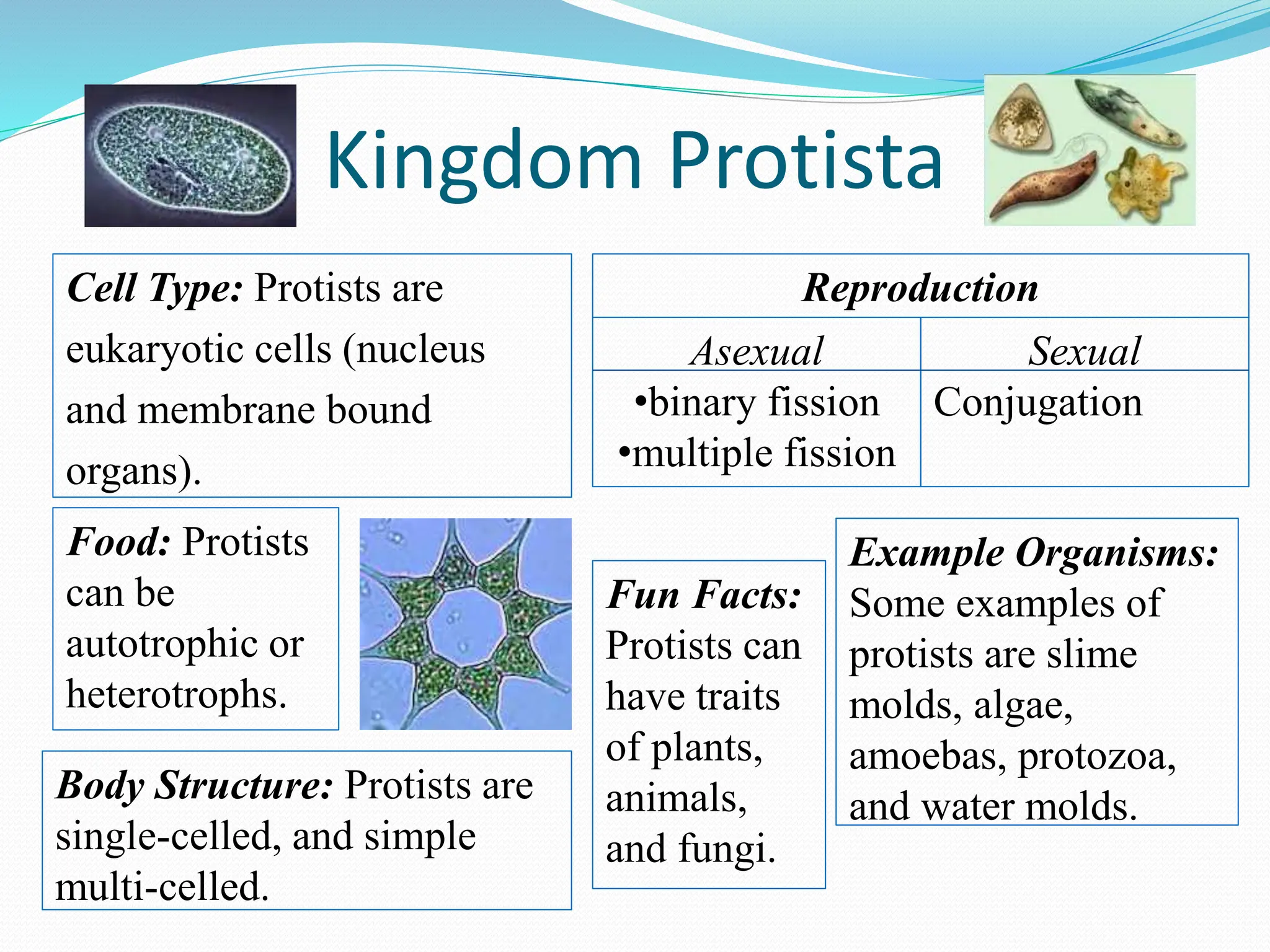 The 6 Kingdoms.pptx | Biological Sciences | Science