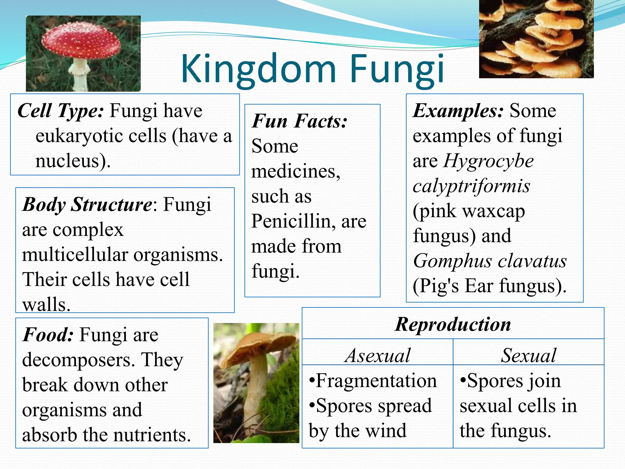 The 6 Kingdoms.pptx | Biological Sciences | Science