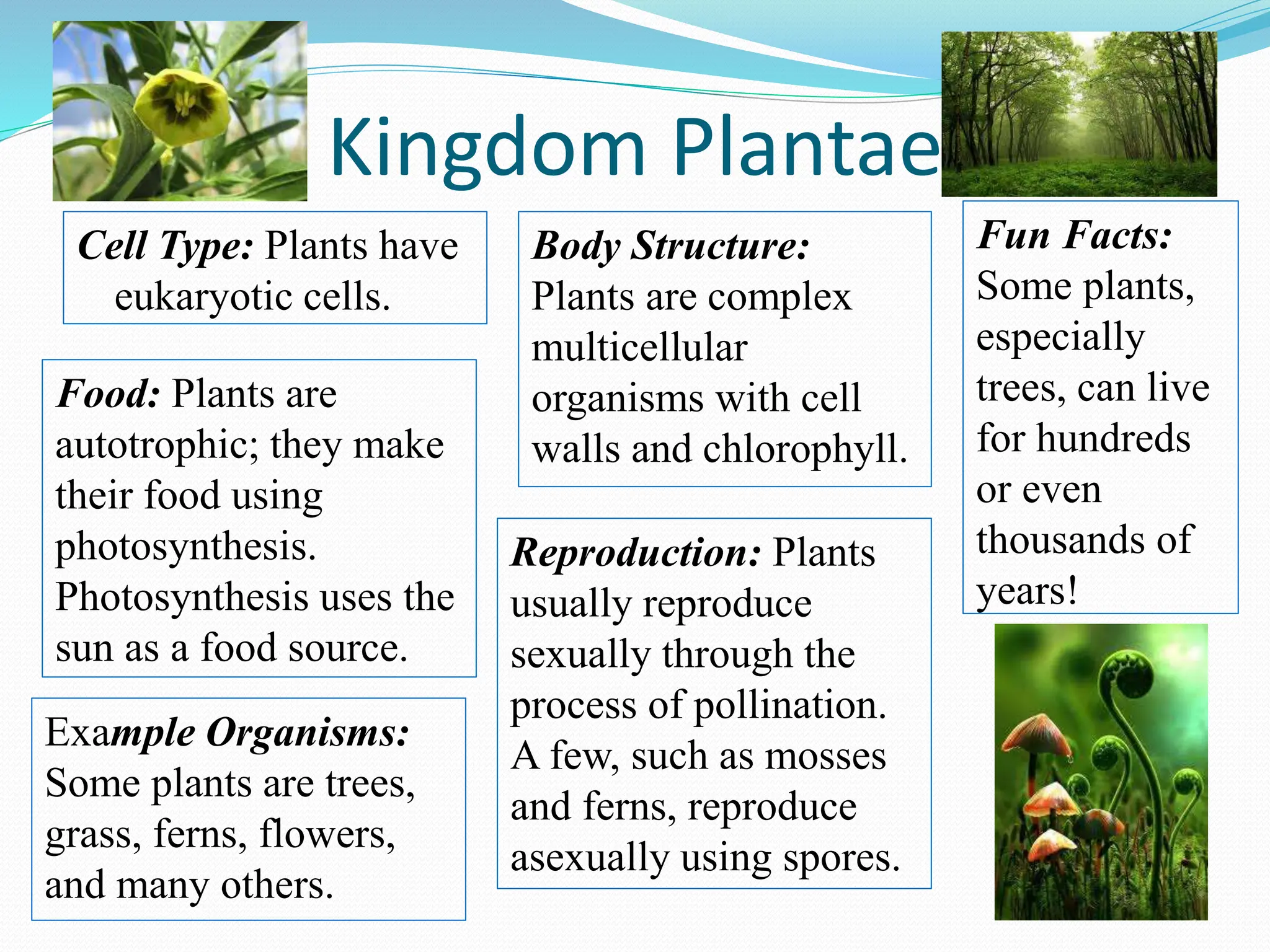 The 6 Kingdoms.pptx | Biological Sciences | Science
