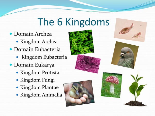 The 6 Kingdoms.pptx | Biological Sciences | Science