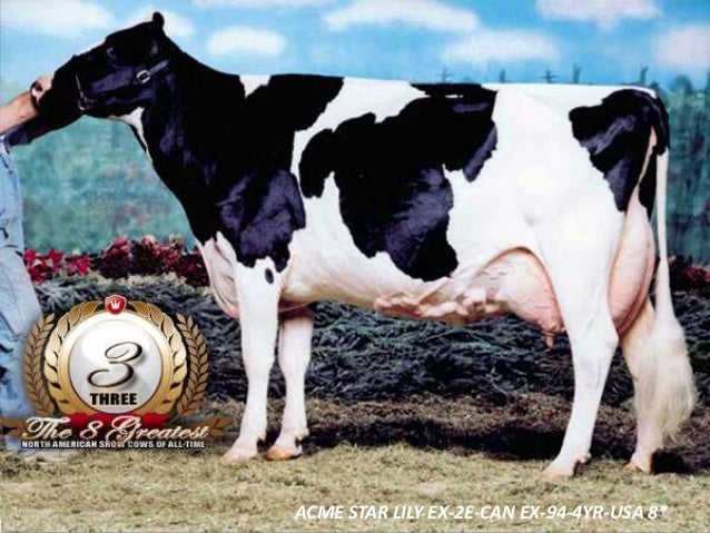 The 8 greatest north american show cows of all time