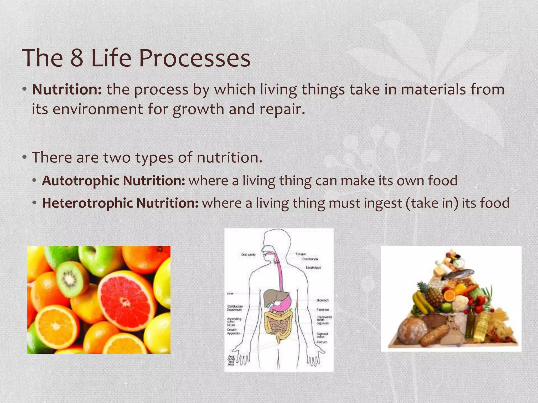 The 8 Life Processes & Homeostasis - Living Environment/Biology | PPTX