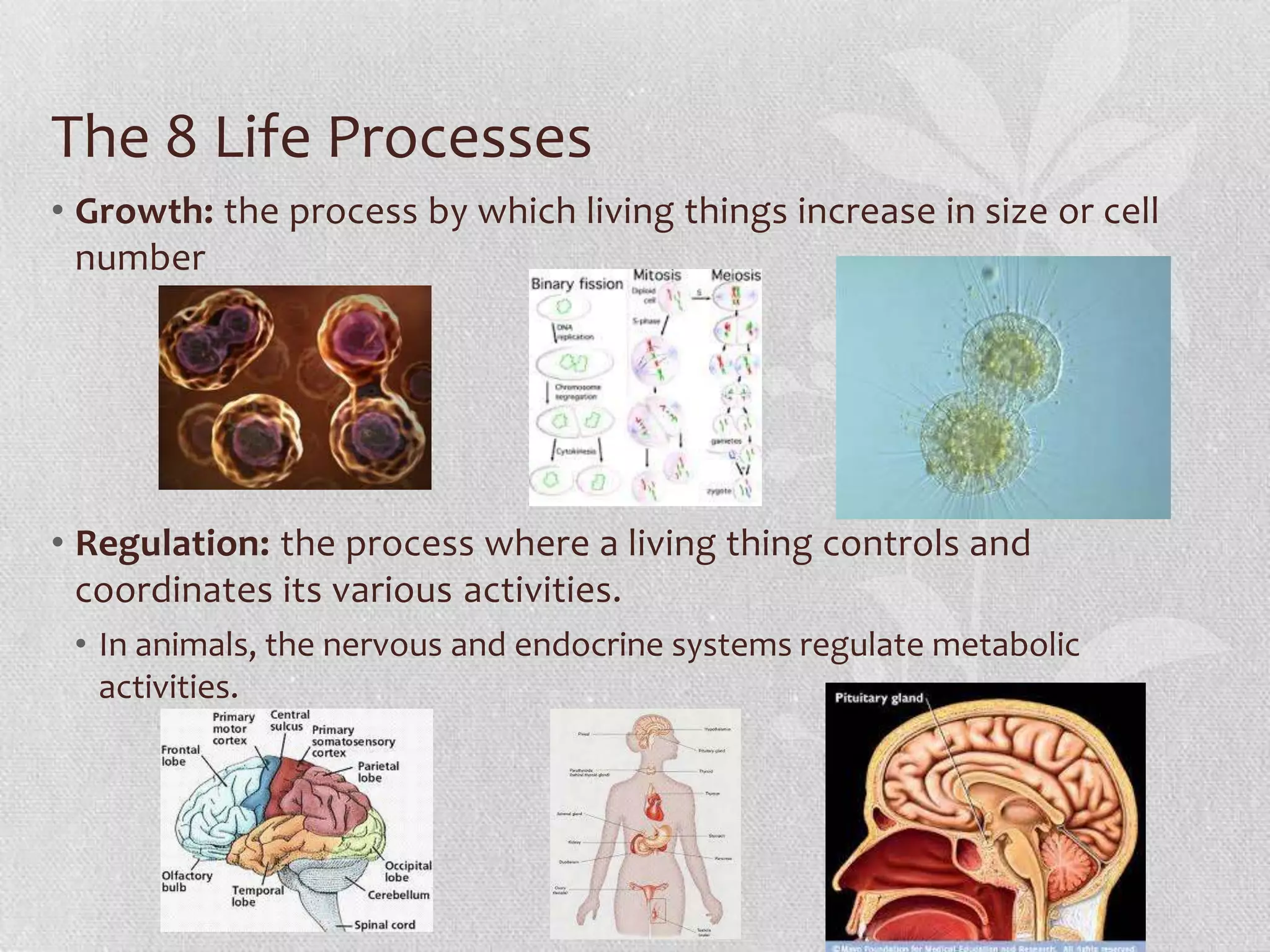 The 8 Life Processes & Homeostasis - Living Environment/Biology | PPTX